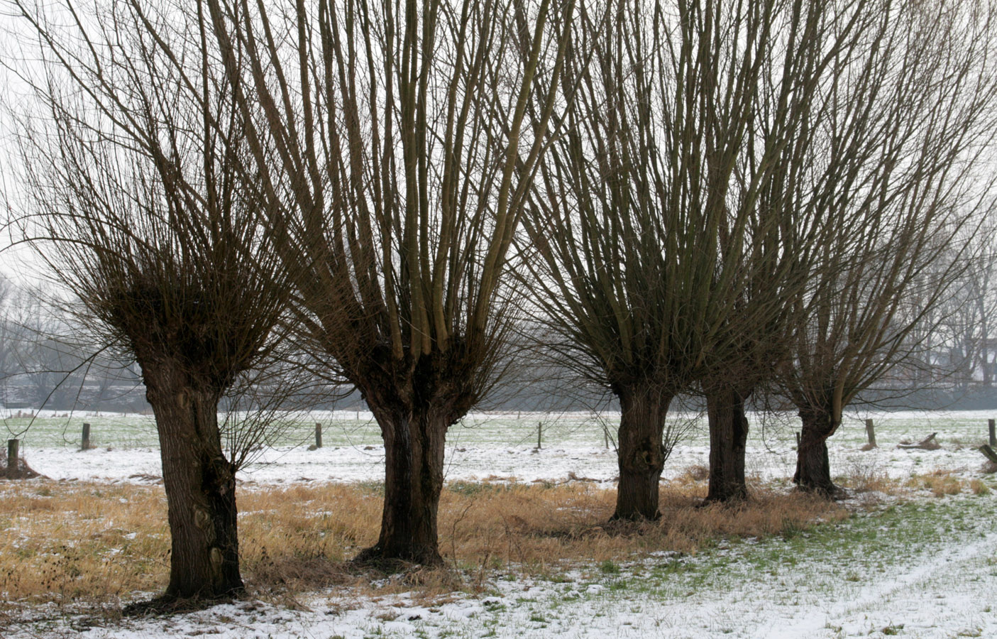 Kulturgut Kopfbaum – Werken mit Geschichte